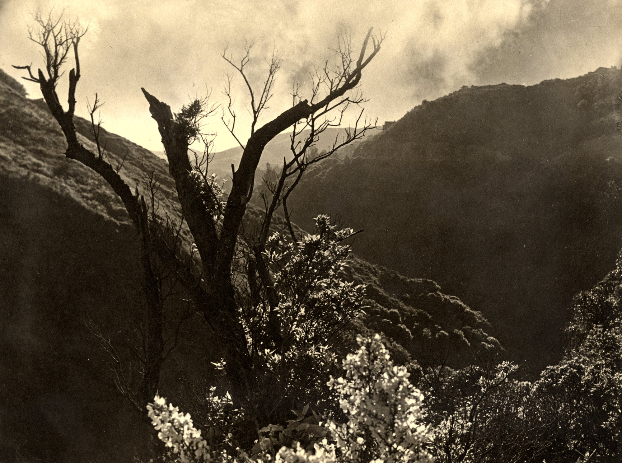 The Valley of Shadows | Upper Hutt City Library